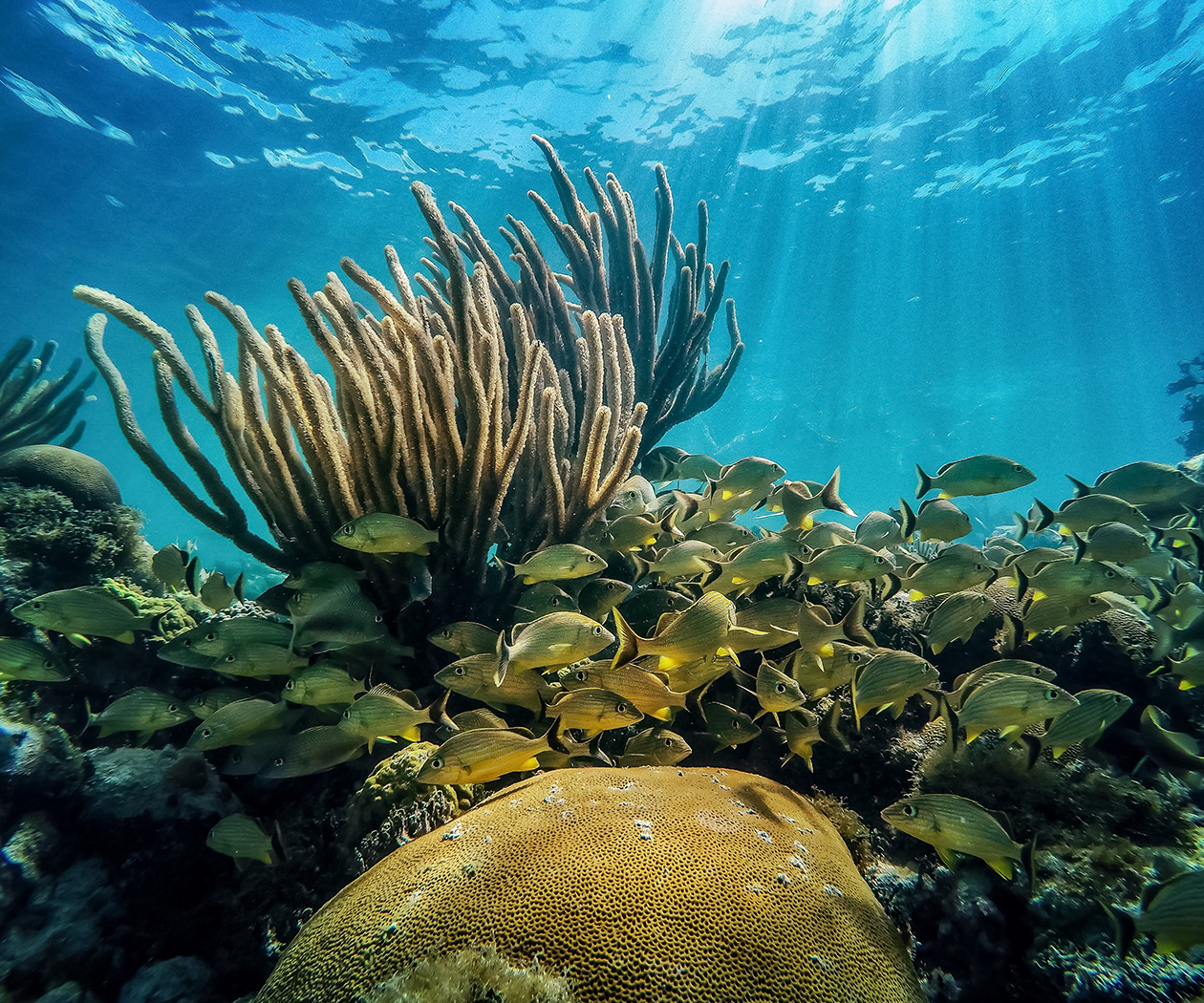 Key Largo Dive Trips | Shallow Coral Reef & Wreck Dives Daily