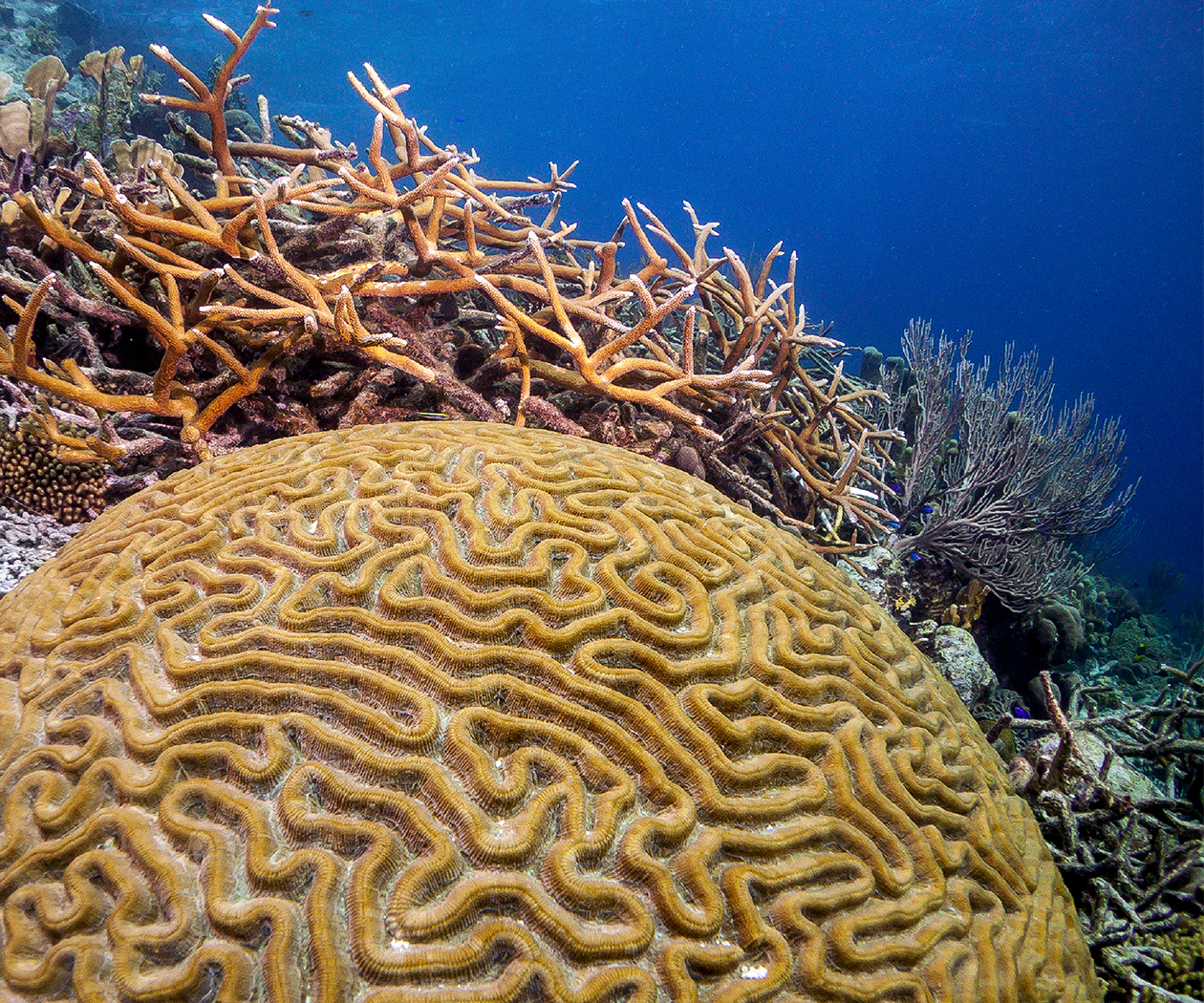 Key Largo Dive Trips | Reef & Wreck Scuba Daily | Florida Keys